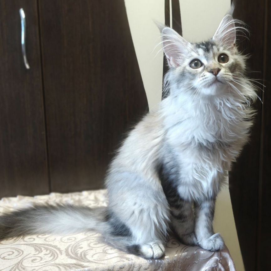 Мейн-кун котёнок