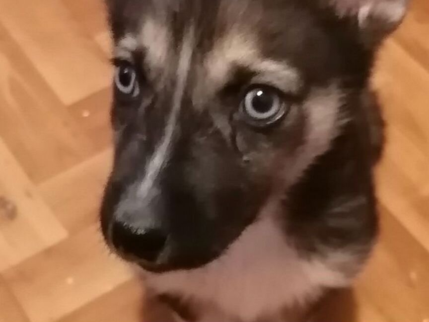 Собака в добрые руки