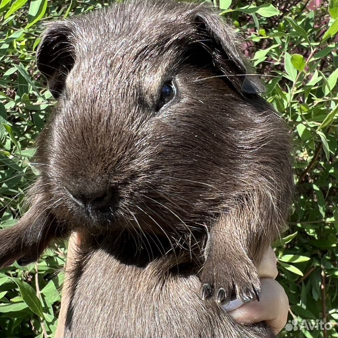 Морская свинка, самец