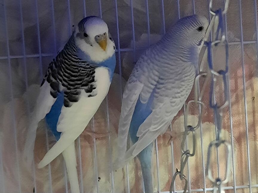 Волнистый попугай