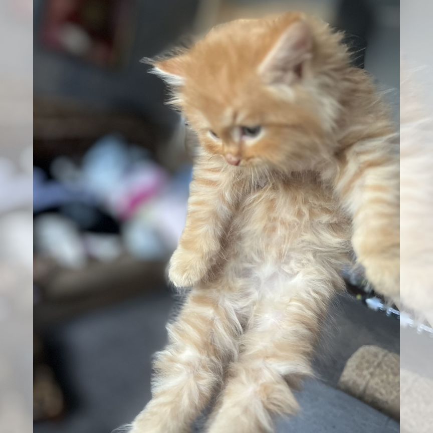 Отдам в добрые руки котенка