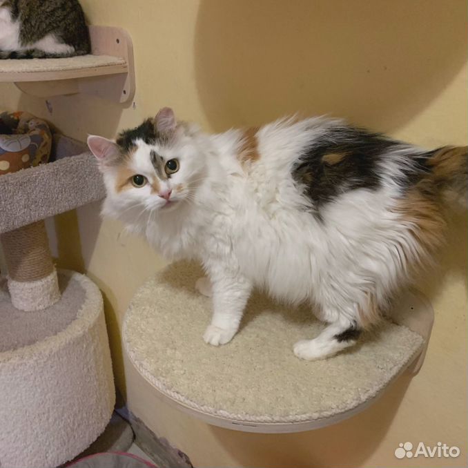 Кошечка Мозаика ищет Дом