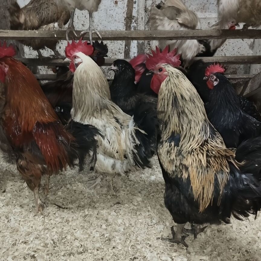 Молодые петухи