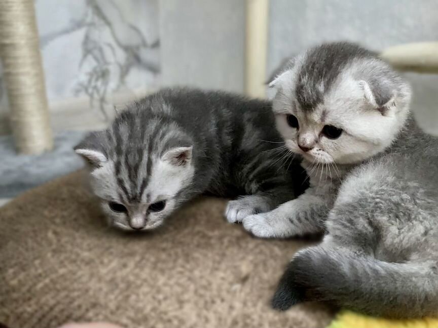 Шотландские котята