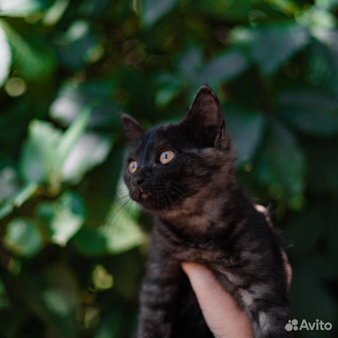 Редкий котенок черный дым