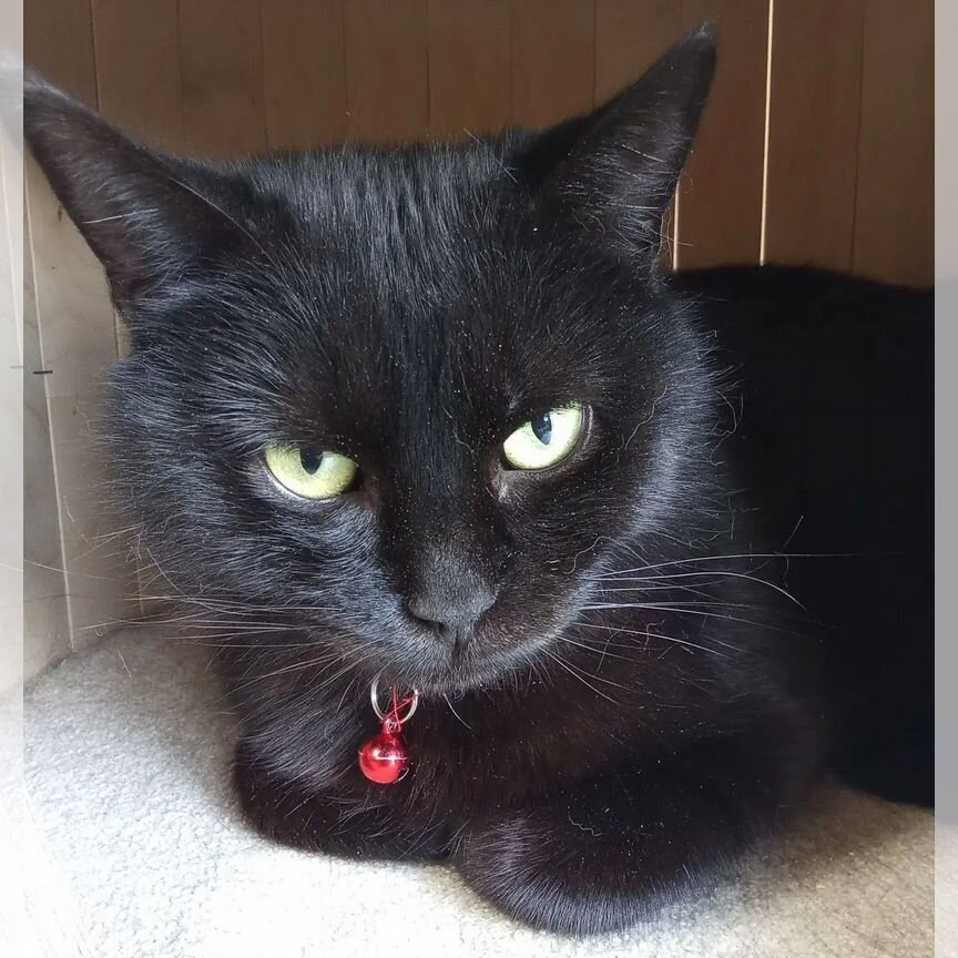 Взрослая кошка из приюта