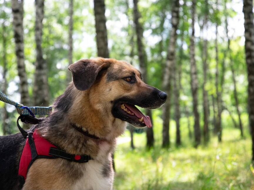 Очаровательный Филипп ждет вас в приюте