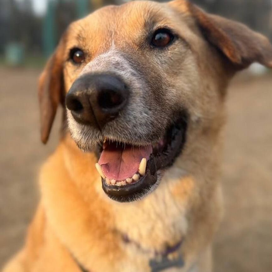 Взрослая собака в добрые руки