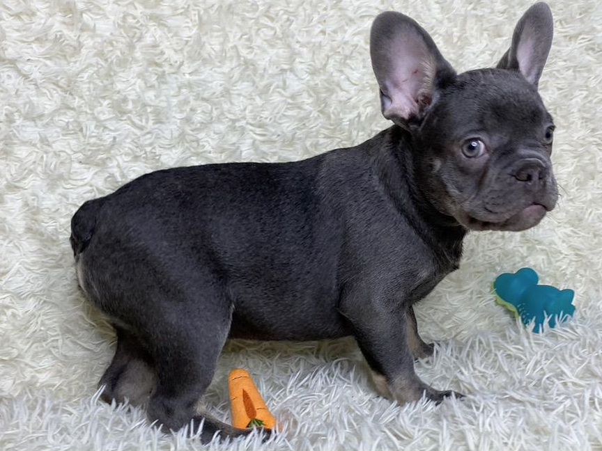 Лиловый мальчик французкий бульдог