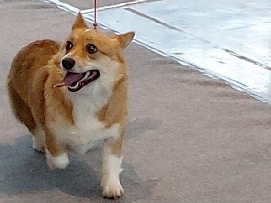 Вельш-корги пемброк 3 года сука РКФ