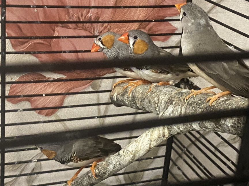 Отдам в добрые руки семью амадинов