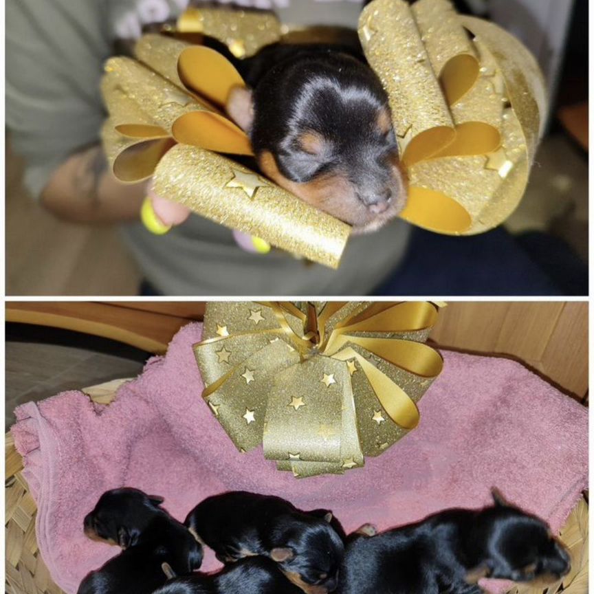 Йоркширский терьер щенки