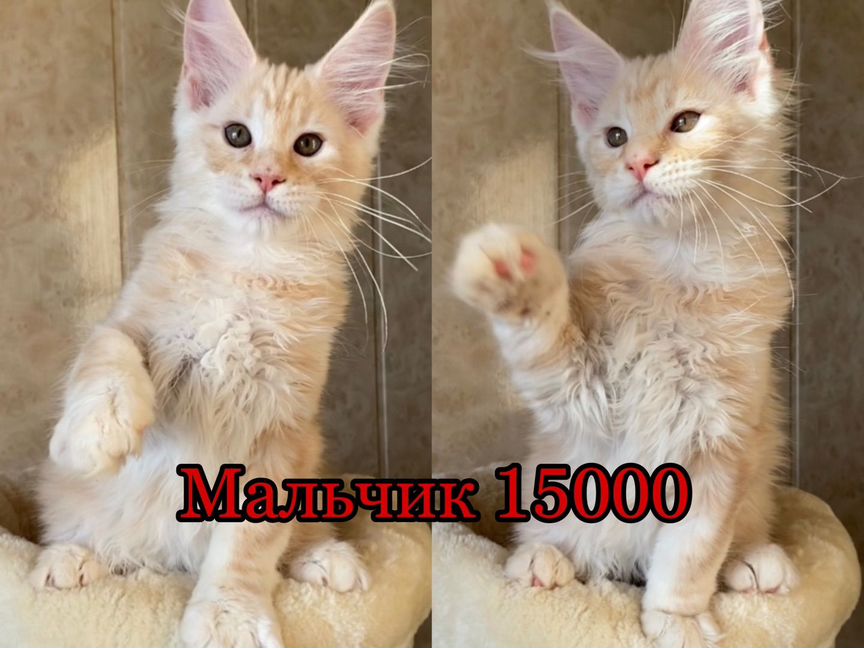 Котенок мейн кун чистокровный