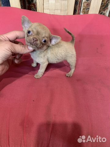 Чиуахуа micro Мышонок