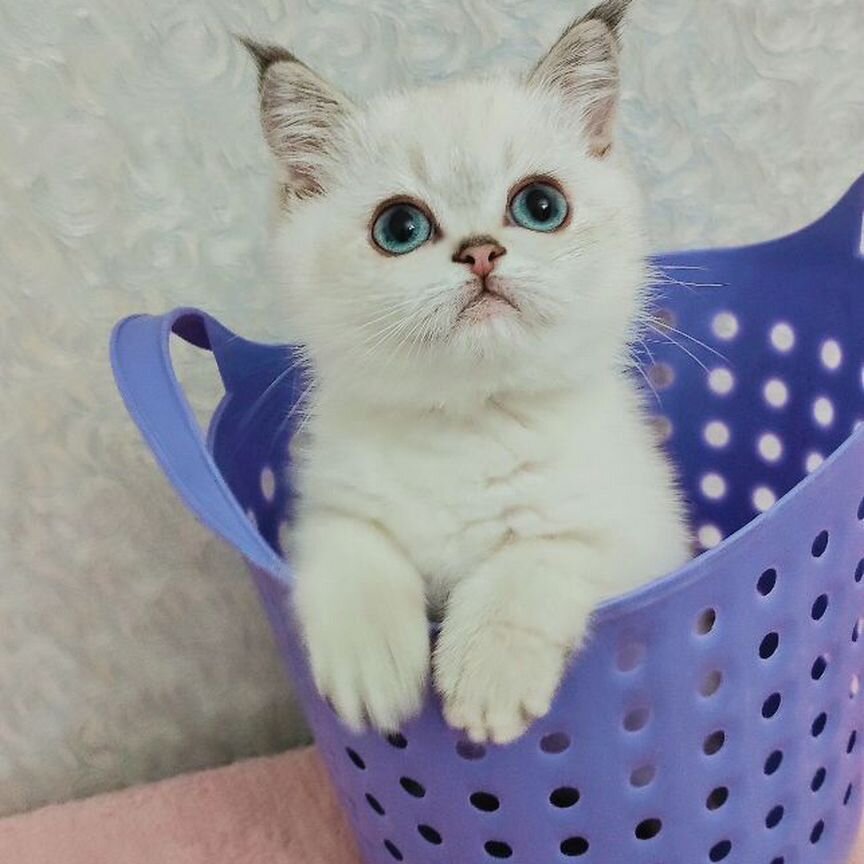 Британский котик