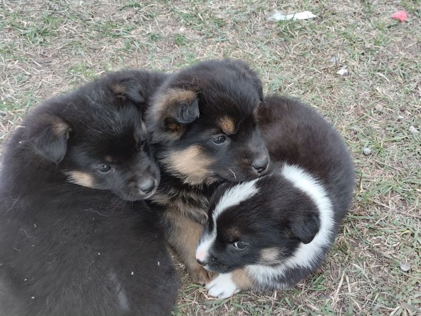 Щенки
