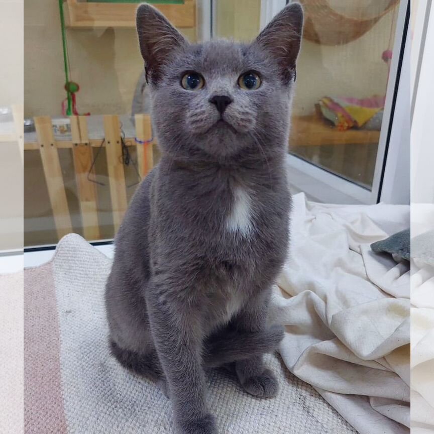 Котёнок девочка, 4 мес