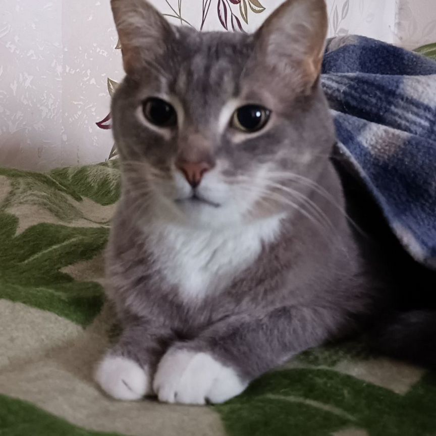 Взрослый кот в добрые руки