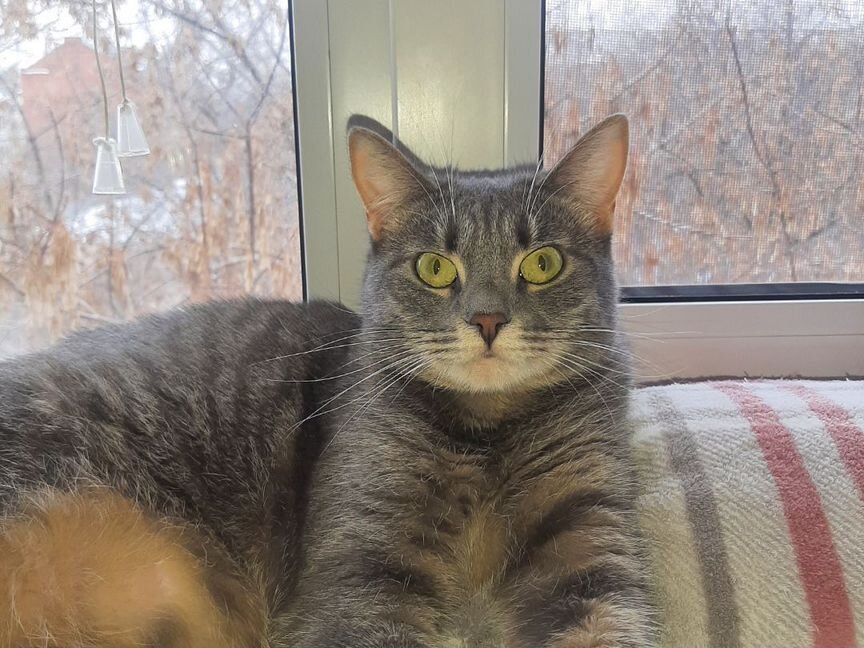 Кошка 1.3 года
