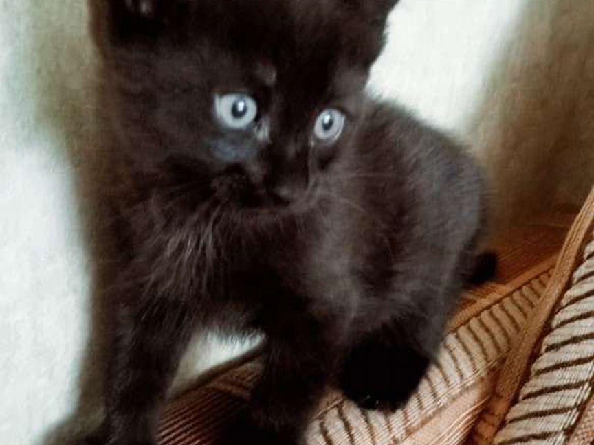 Котенок мальчик 1,5 мес. лоточек на отлично