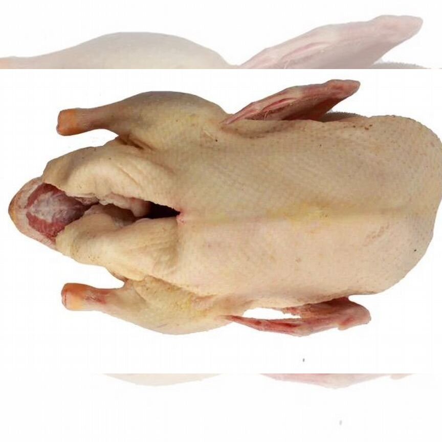 Утки,гуси,индюк, домашние петушки