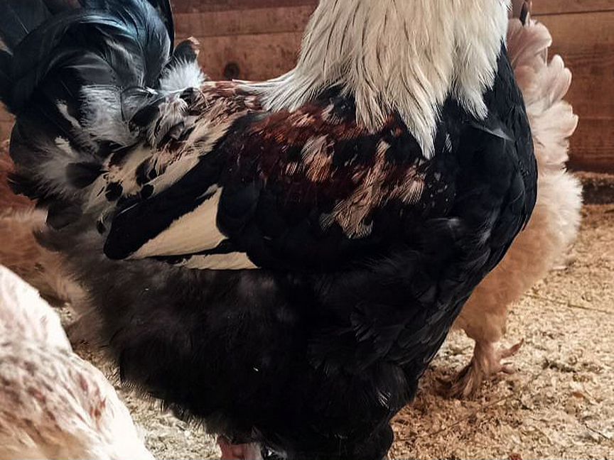 Фавероль семья