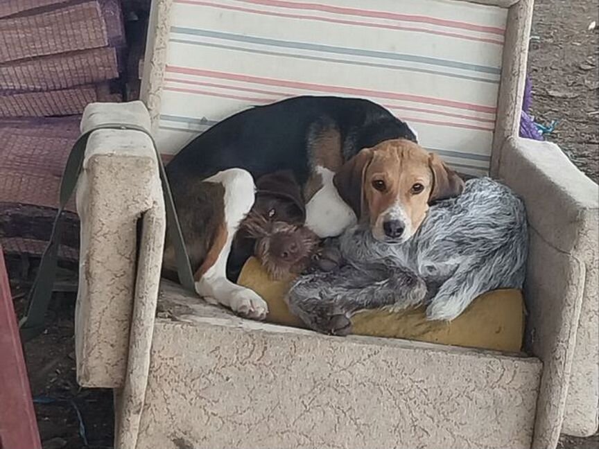 Охотничья собака (гончая)