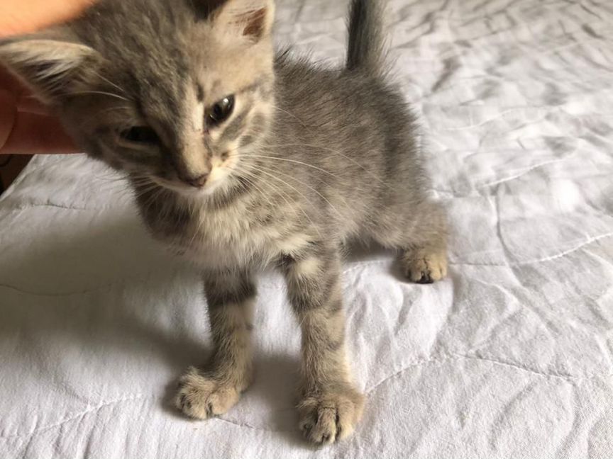 Котёнок в добрые руки