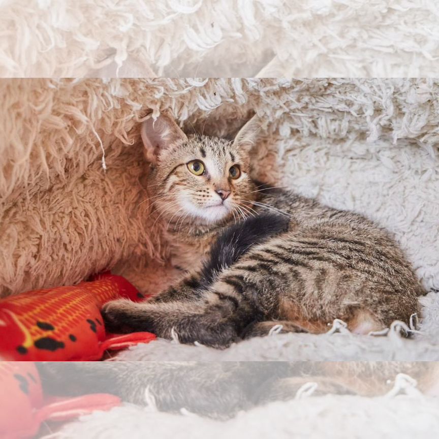 Котенок полосатик трогательный малыш в дар бесплат