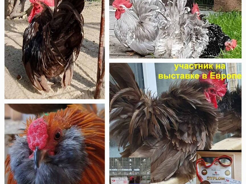 Шабо, Антверпенская декоративные мини куры, бентна