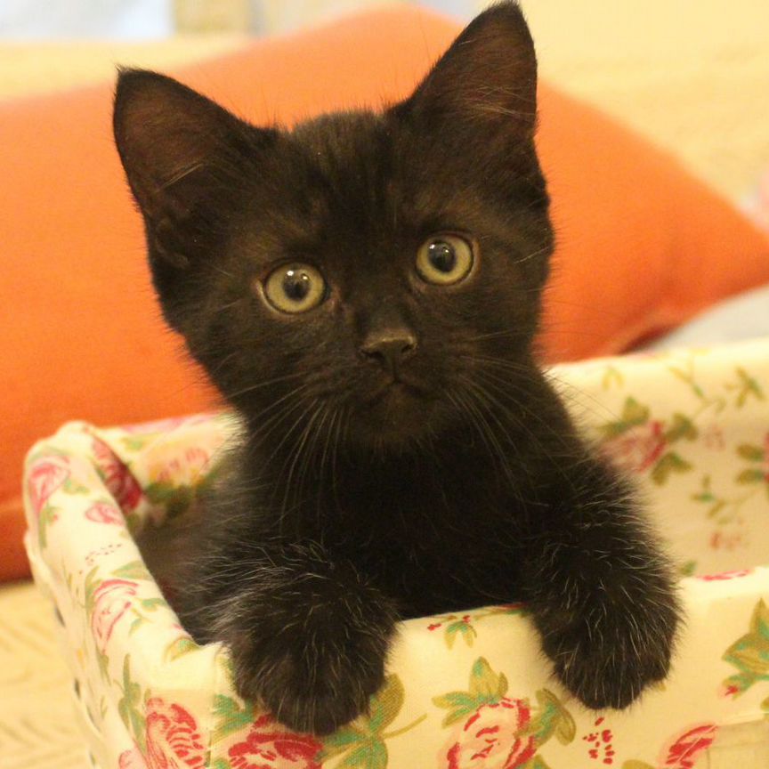 Котёнок в добрые руки