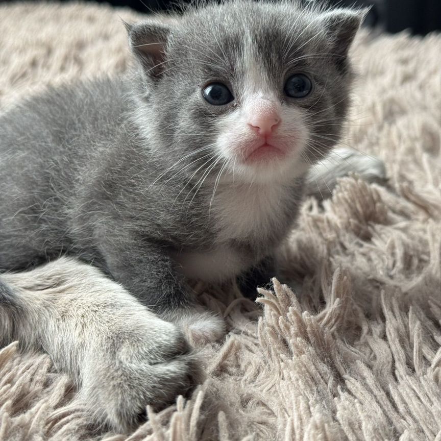 Кошки вислоухие