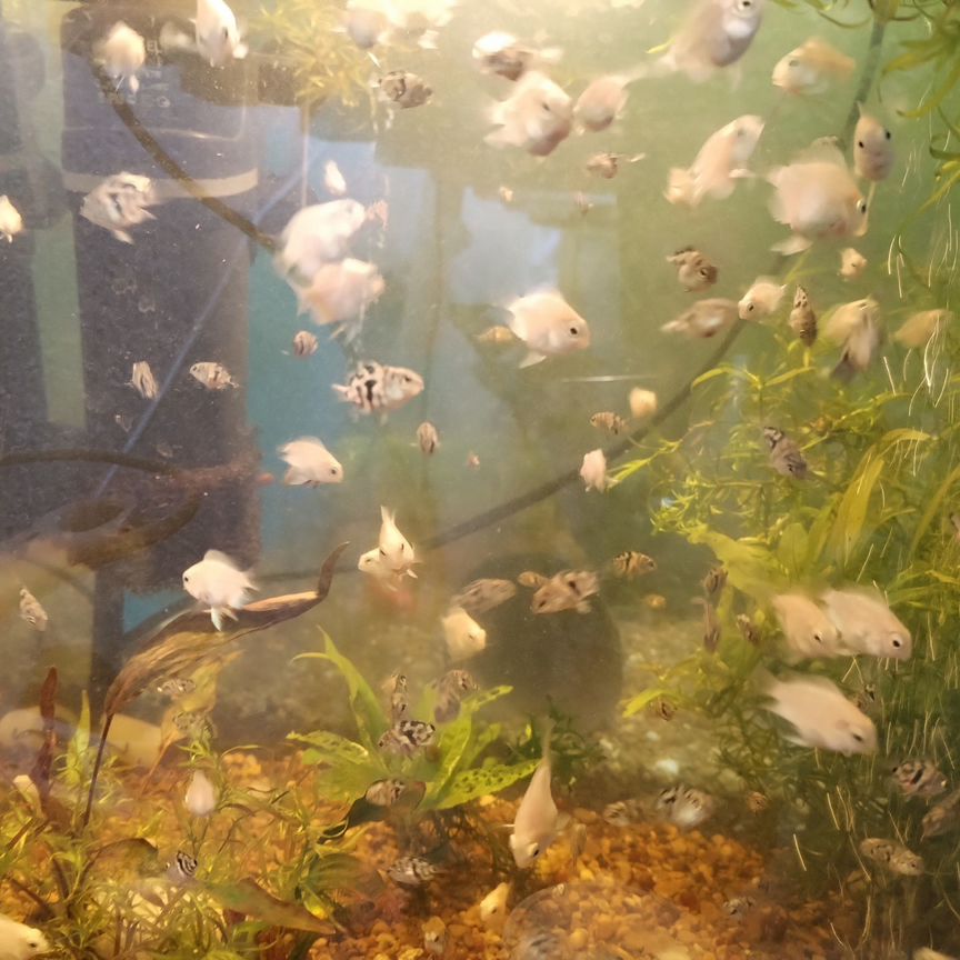 Платиновый попугай