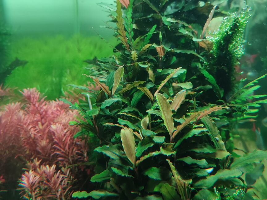 Растения для аквариума