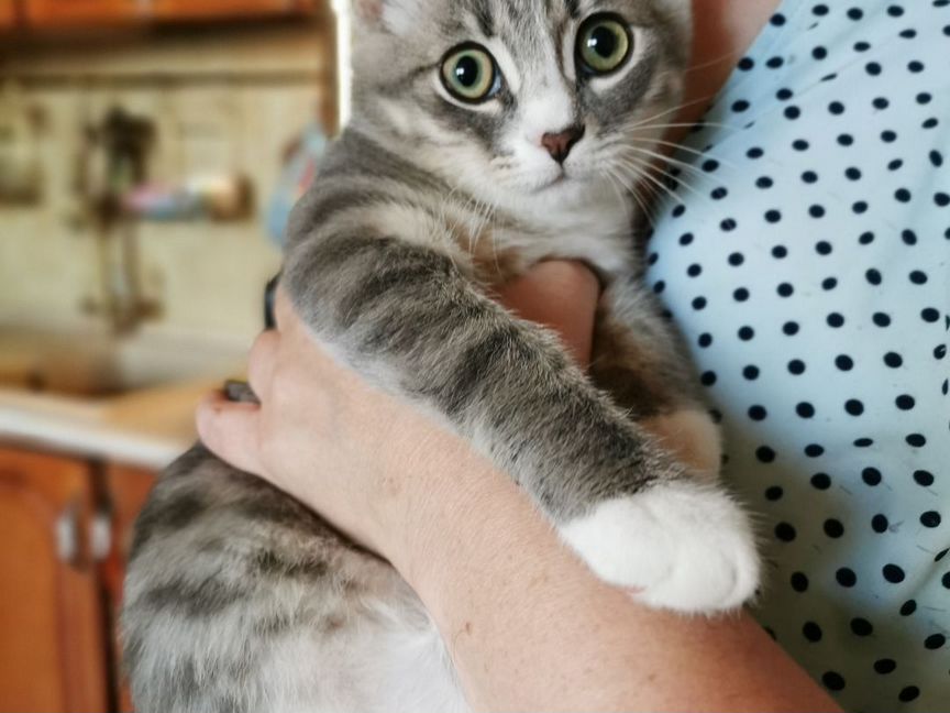Котёнок в добрые руки