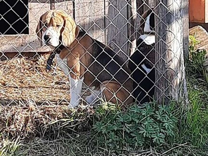 Собака бигль вязка