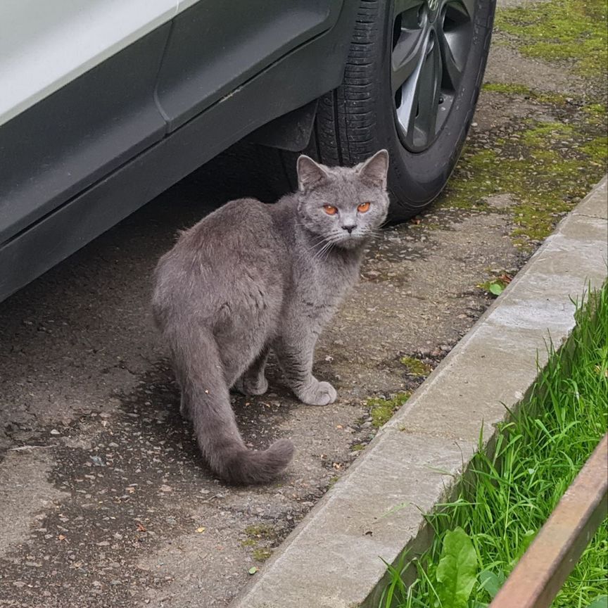 Спасите котика