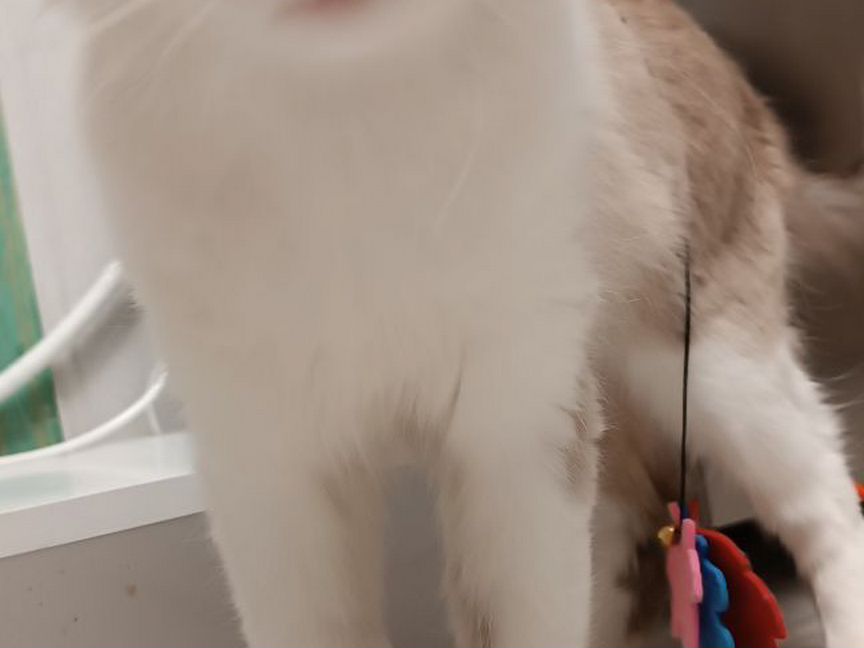 Кот, порода Рэгдолл скрещенная с дворняжкой