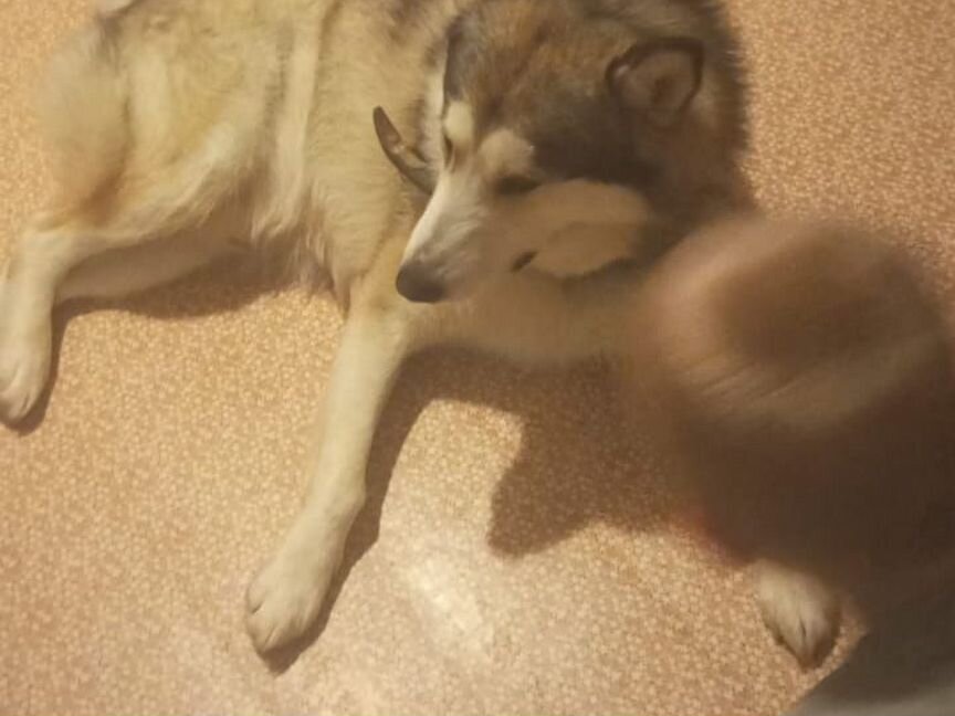 Собаки бесплатно в добрые руки