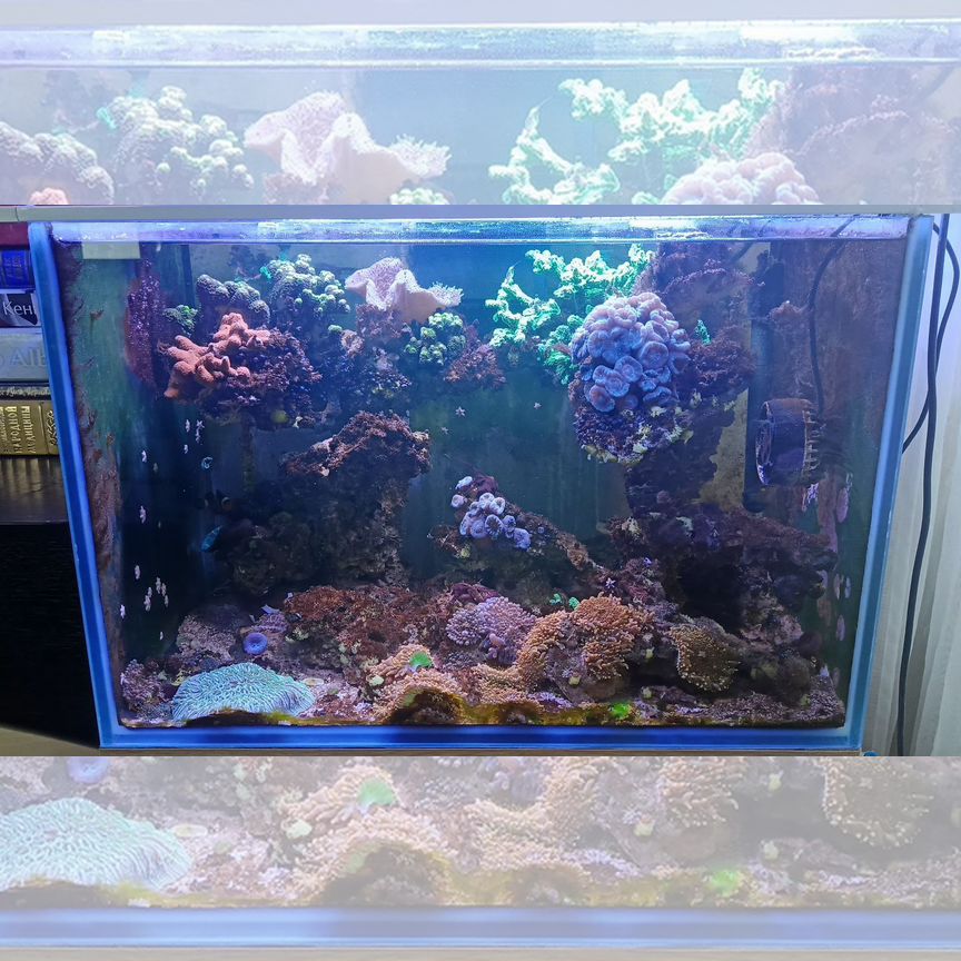 Содержимое аквариума