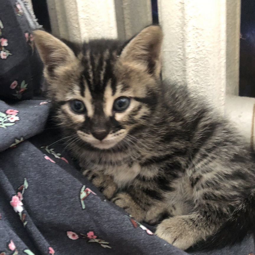 Бенгальские котята