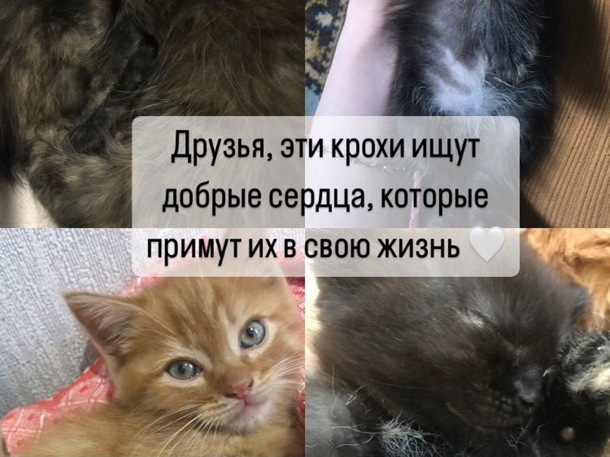 Котята в добрые руки