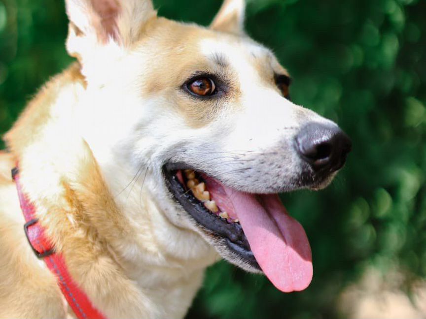 Собака в добрые руки