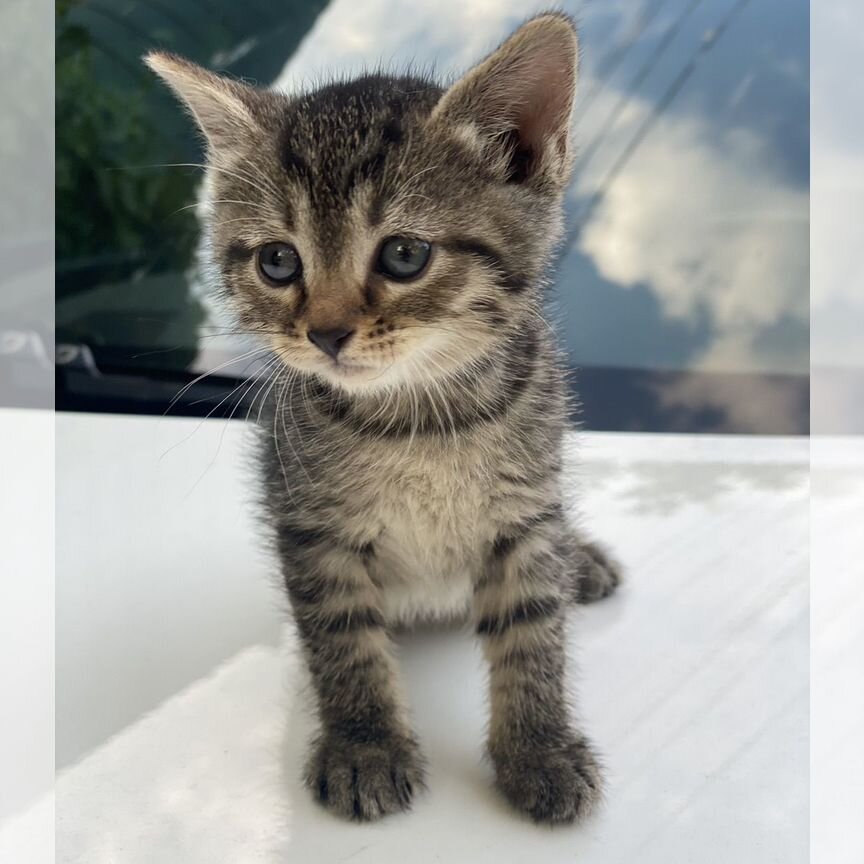 Котенок девочка в добрые руки