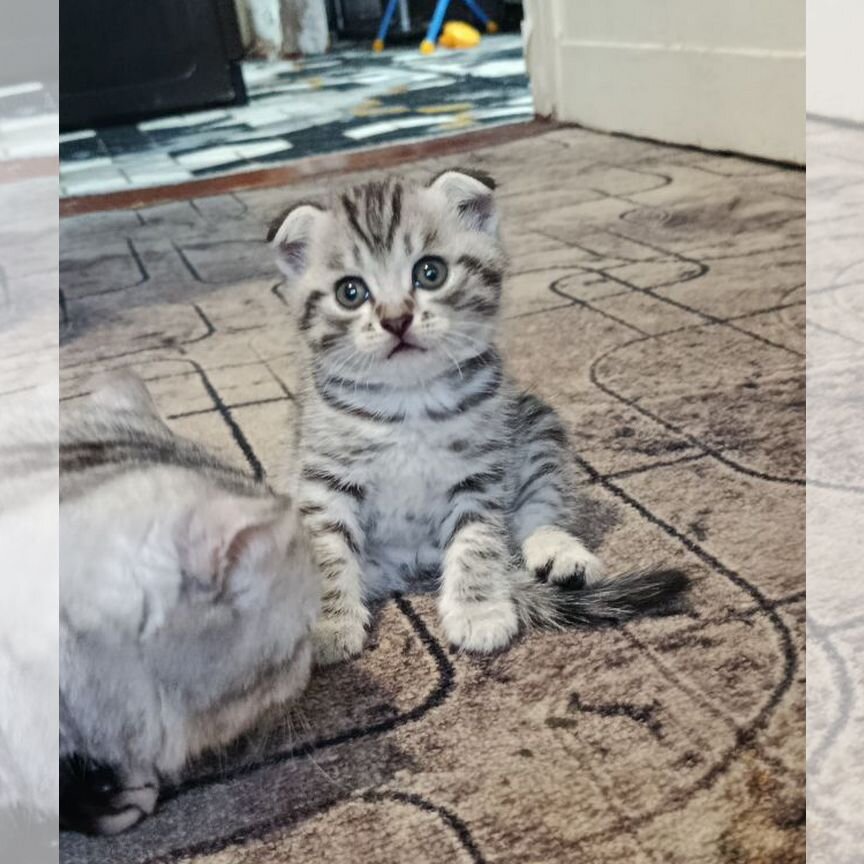 Шотландский вислоухий короткошёрстный котёнок