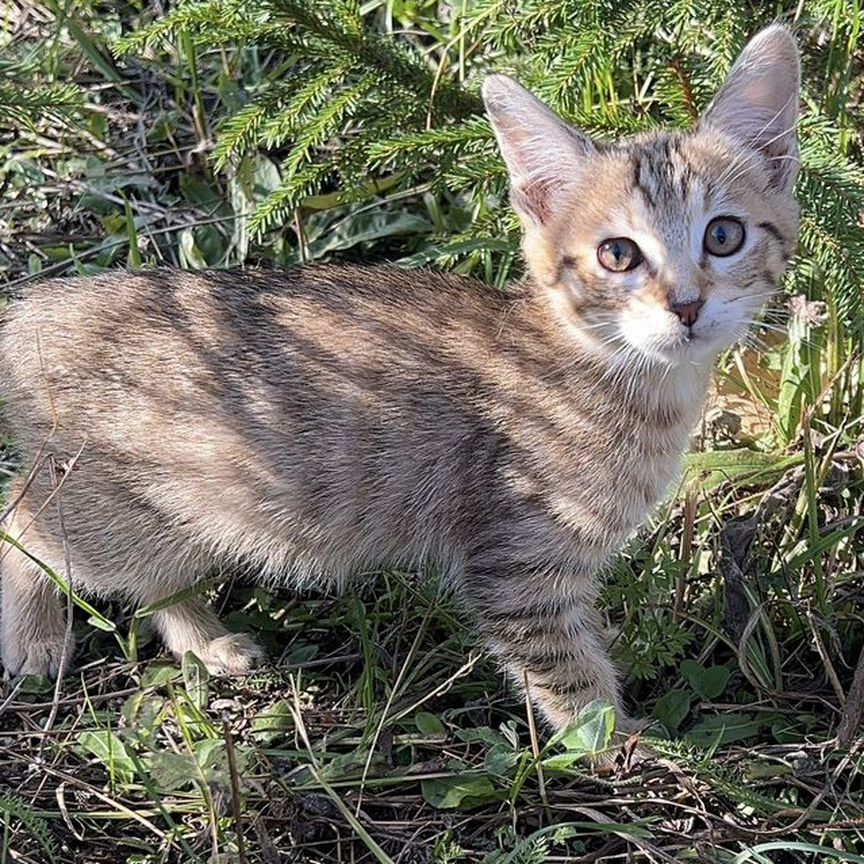 Чаузи котёнок
