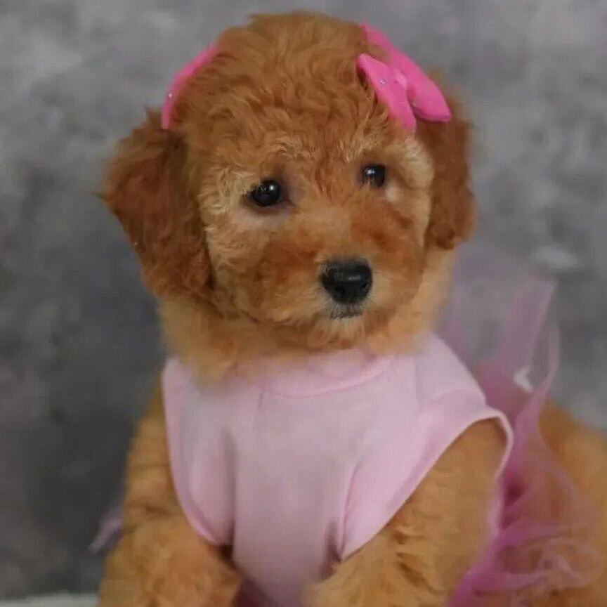 Той-пудель, щенок