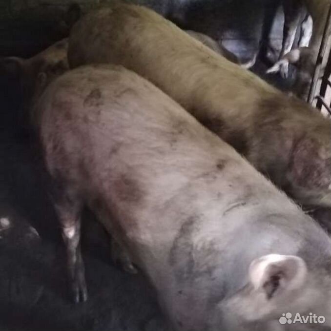 Свиньи живым весом