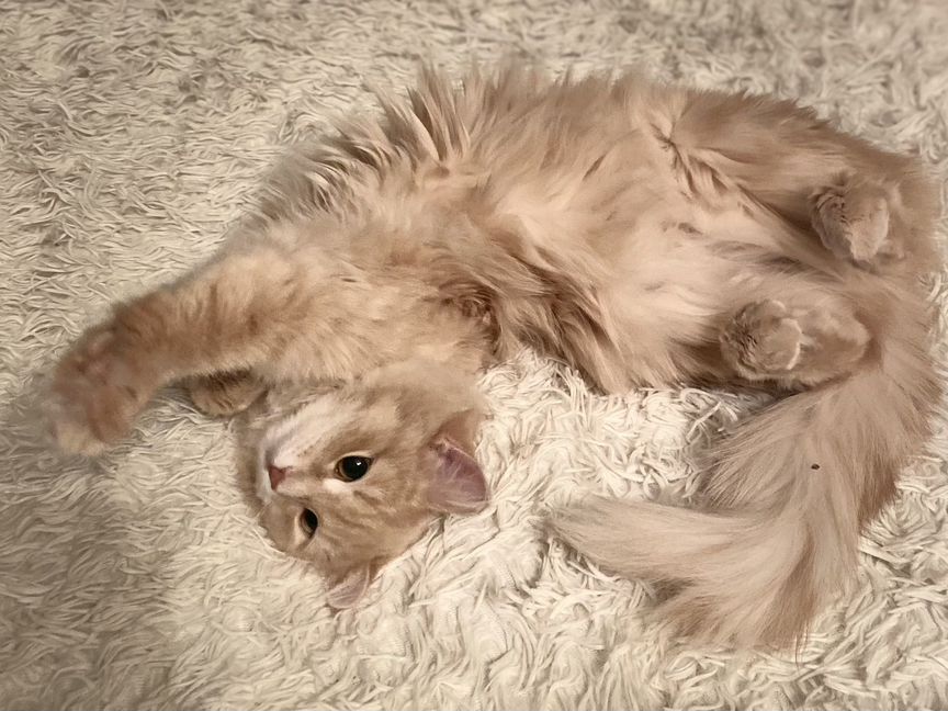 Кошечка