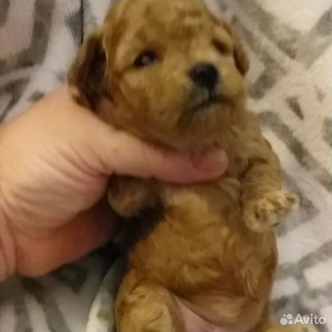 Мальтипу миниатюрные девочки